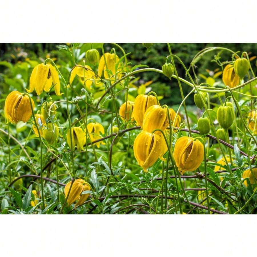 50 piezas de semillas de enredaderas de flores raras, no OGM ...