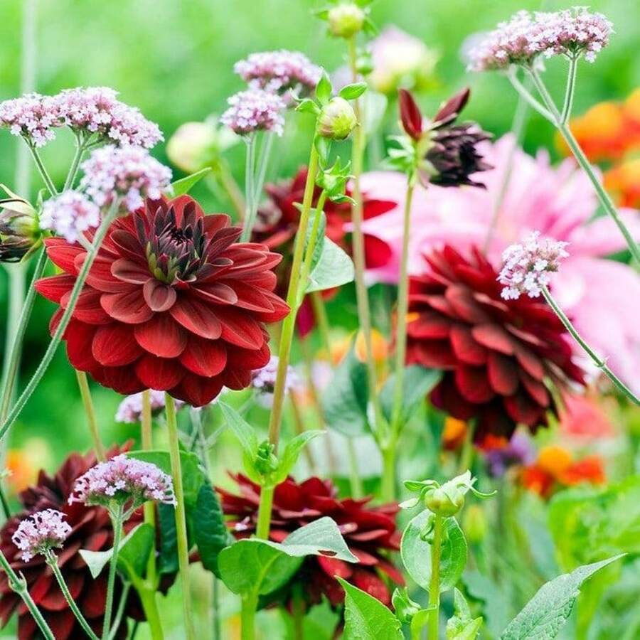 Semillas de Plantas Dahlia Hercules Tipo Fácil de Cultivar 200 Piezas ...