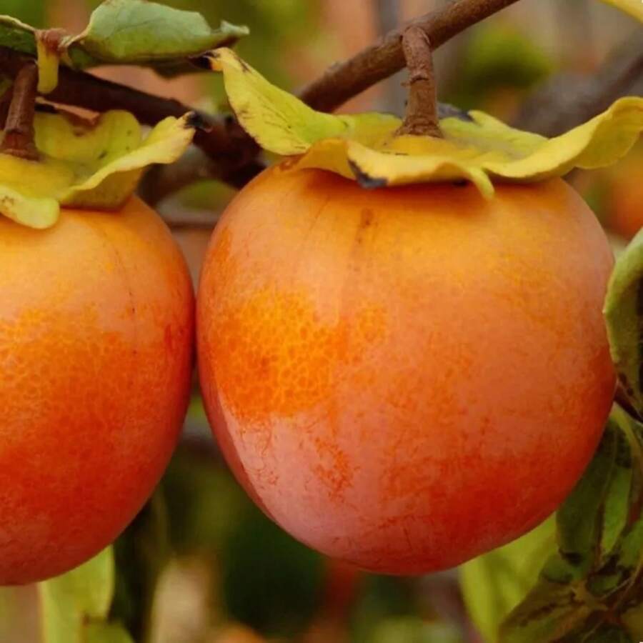 500seed Persimmon Tree Live Tree Feet Tall, Bare Root Cold Hardy ...
