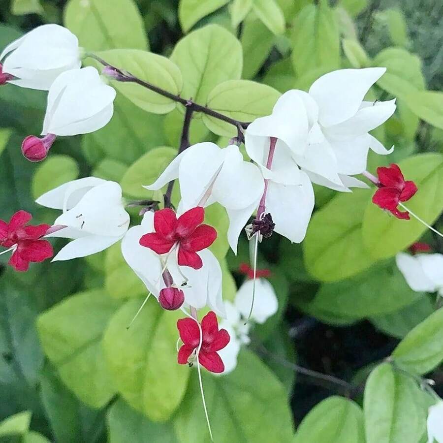 Semillas de Enredadera Corazón Sangrante Glory Bower, Clerodendrum ...