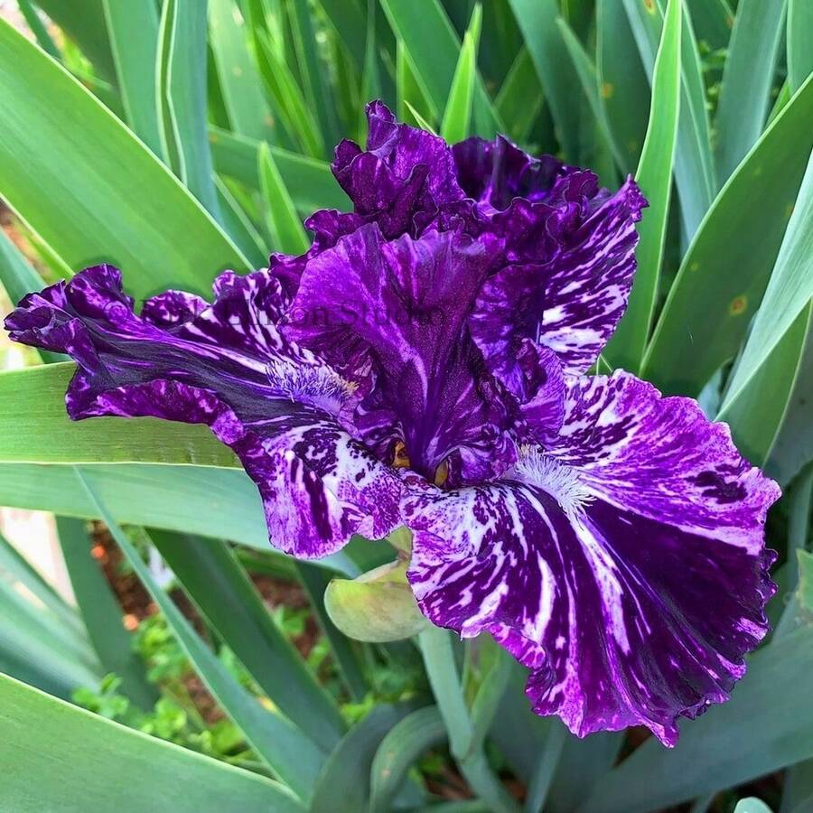 Rizoma de iris barbudo alto 200 semillas rizoma iris barbudo semillas ...