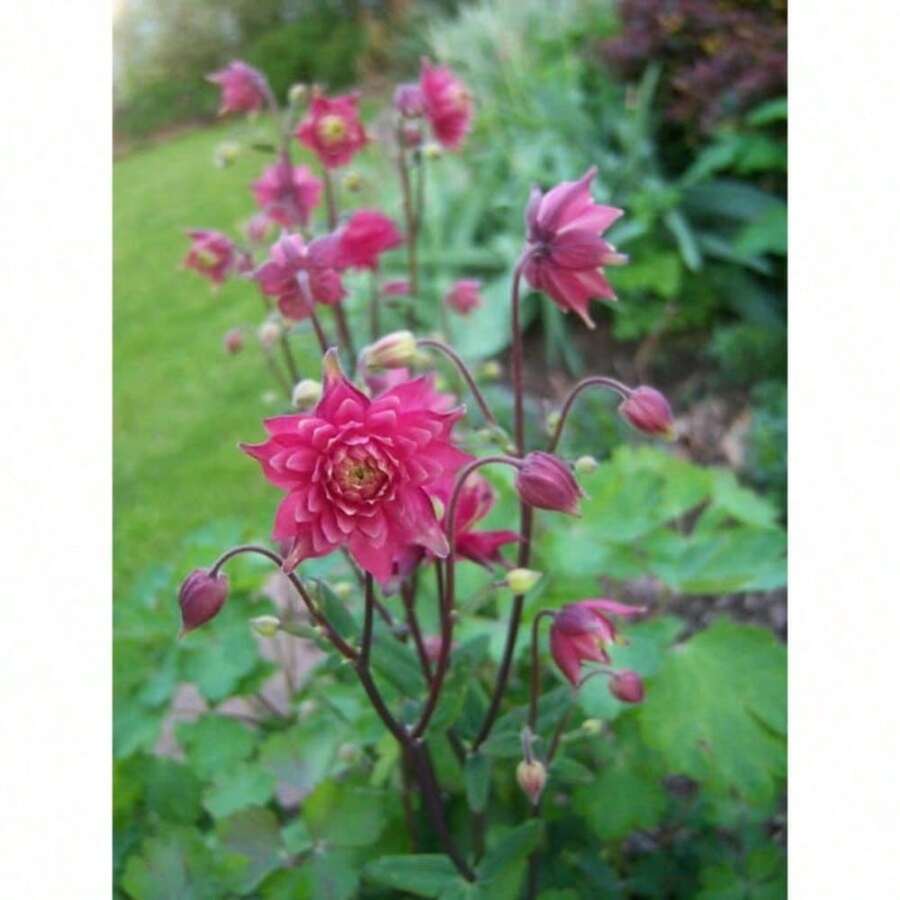En stock Semillas de Flor de Clementina ROJA DOBLE COLUMBINA Aquilegia ...