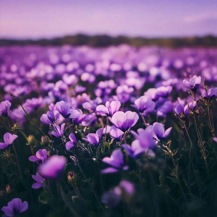 Cultive sus propias violetas - Semillas fáciles de plantar para flores ...
