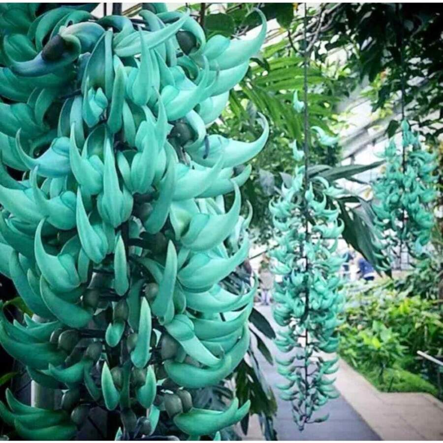110Rare Jade Heirloom Jade Vine Seeds Strongylodon Macrobotrys Emerald ...