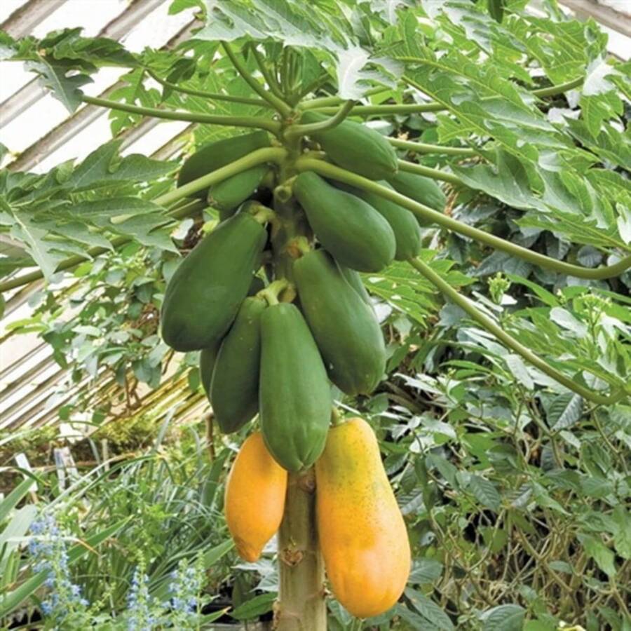 Dwarf Papaya Seed Sweet Fruit Tree Gardening Grows In Just Weeks Low ...