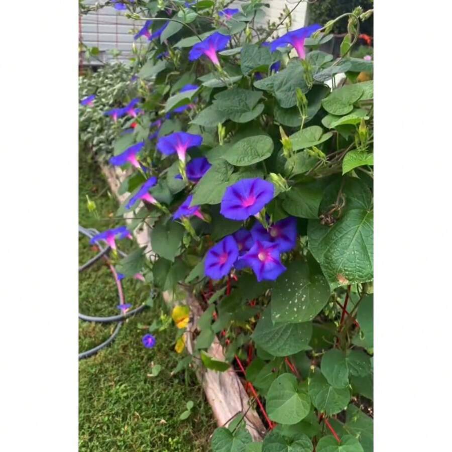 Semillas de enredadera Moonflower - Semillas de enredadera Morning ...