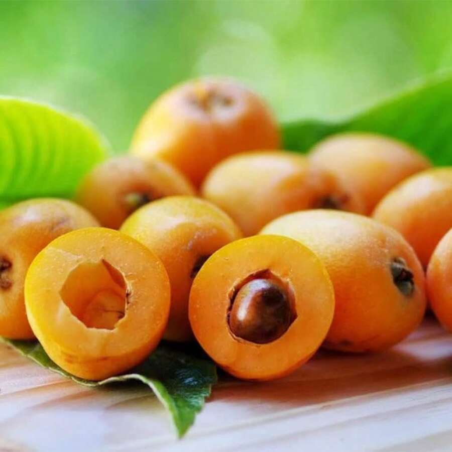 Semillas de Fruta de Loquat de Alta Germinación Fácil Cultivo, Ciruela ...