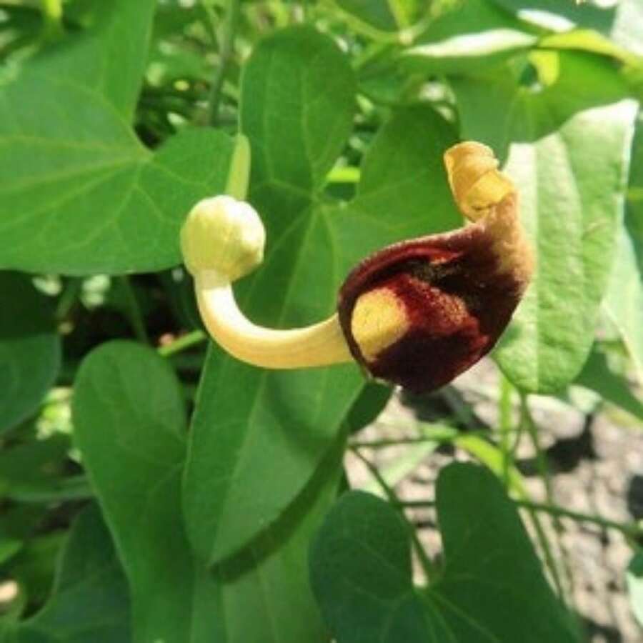 Regalo de semillas 500 piezas 100 semillas de Aristolochia debilis - Ma ...