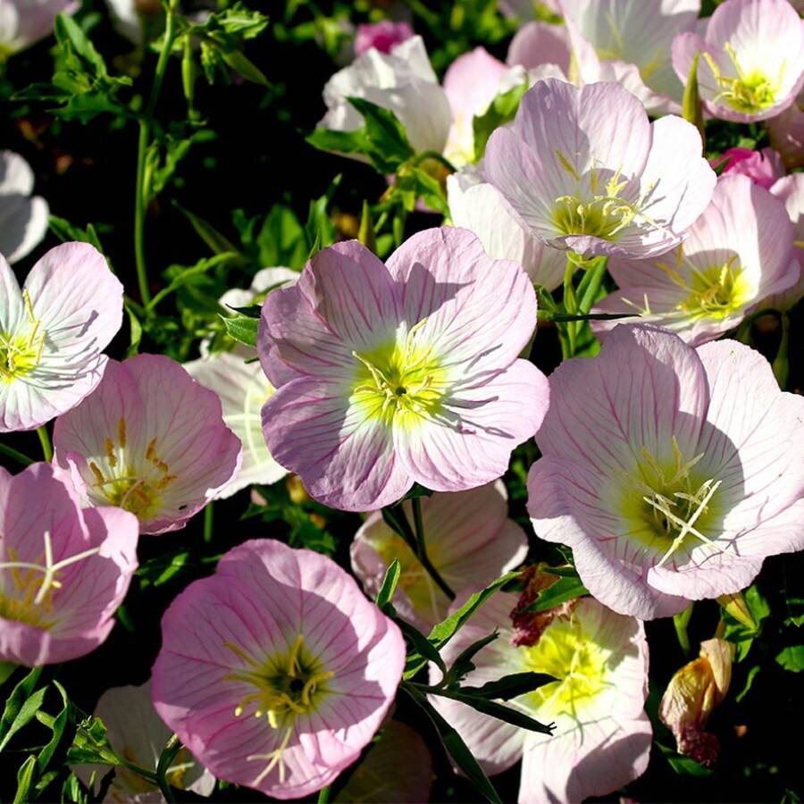 Hermosas Semillas de Flores de Hierba de Luz de Luna, Semillas de ...