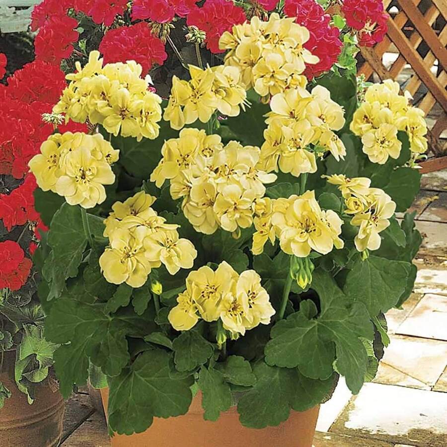 100 piezas de semillas de geranio amarillo, especies de geranio glaciar ...