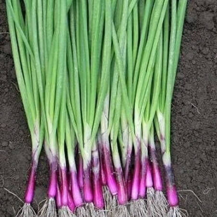 226pcs Apache Onion Seeds, Purple Onion, Fast Growing, Liliaceae AL4150 ...