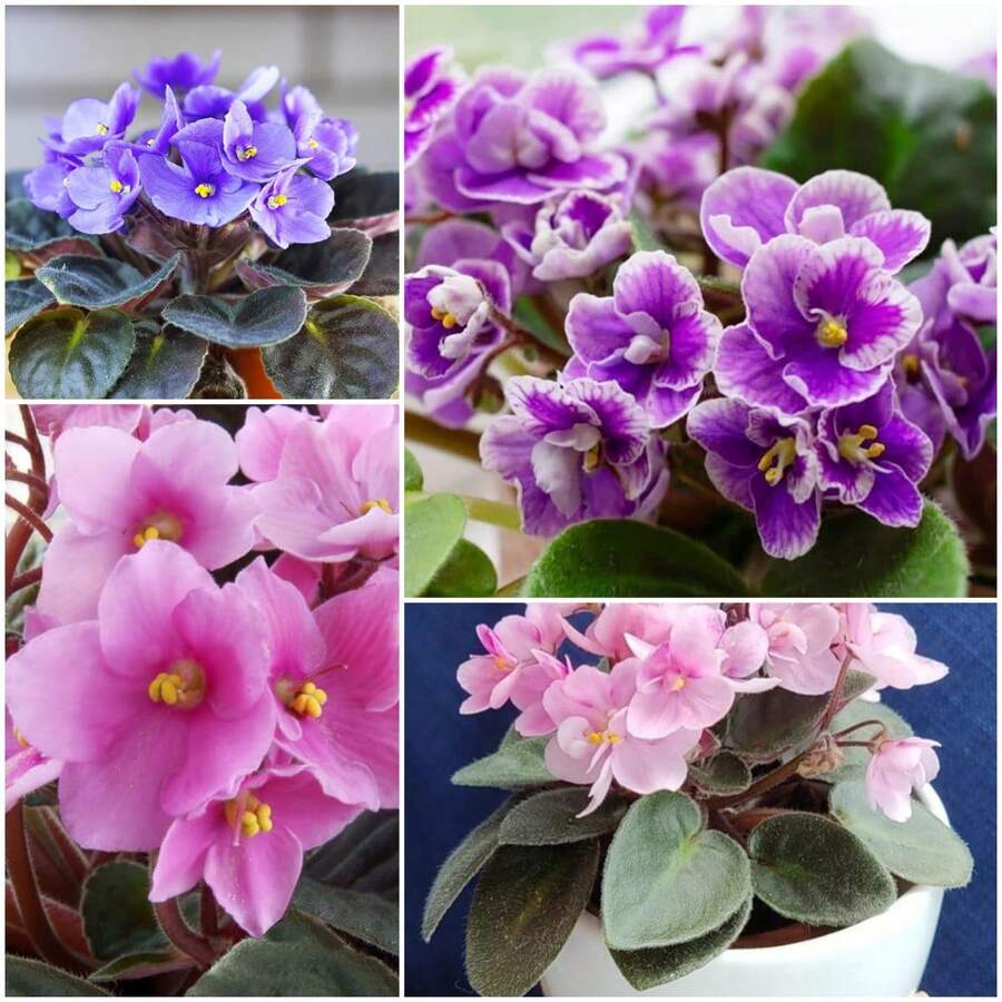 50 piezas de semillas de violeta africana, hermosa planta de interior ...