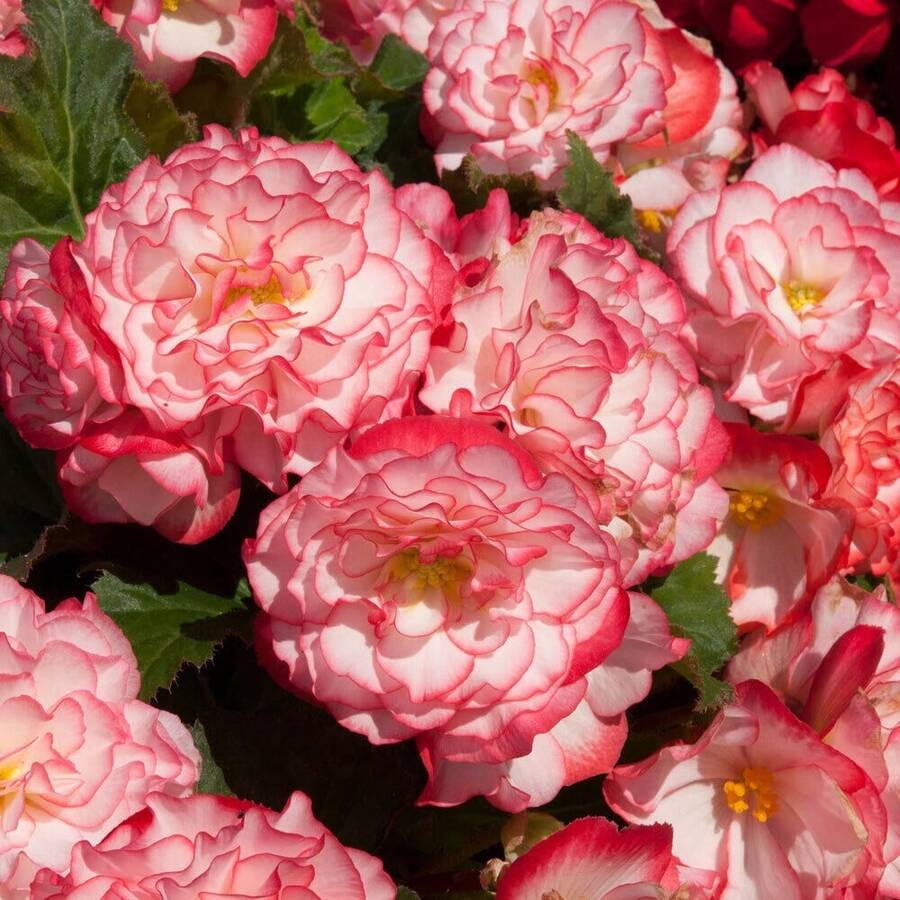 BEGONIA GLORY CALIENTE CONSEJO ROSE PT 200pcs semillas | Moda de Mujer ...