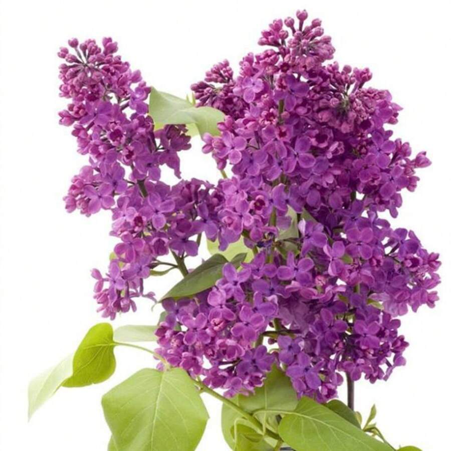 200 Semillas de Lila de Hoja Ancha Temprana - Syringa oblata - Planta ...