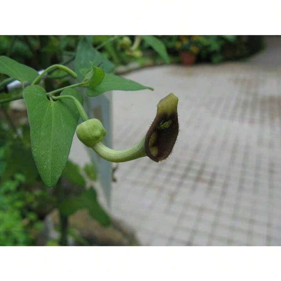 Regalo de semillas 500 piezas 100 semillas de Aristolochia debilis - Ma ...