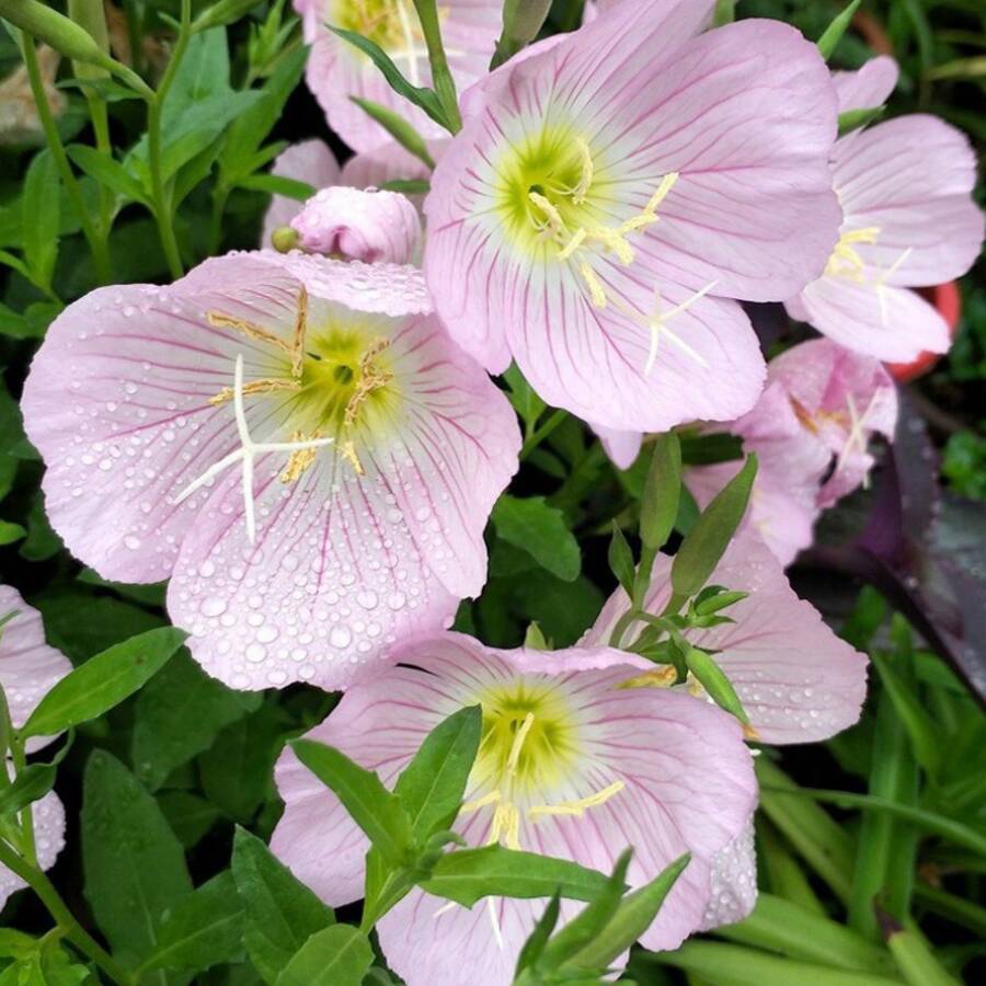 Hermosas Semillas de Flores de Hierba de Luz de Luna, Semillas de ...