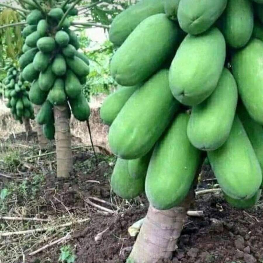 Dwarf Papaya Seed Sweet Fruit Tree Gardening Grows In Just Weeks Low ...
