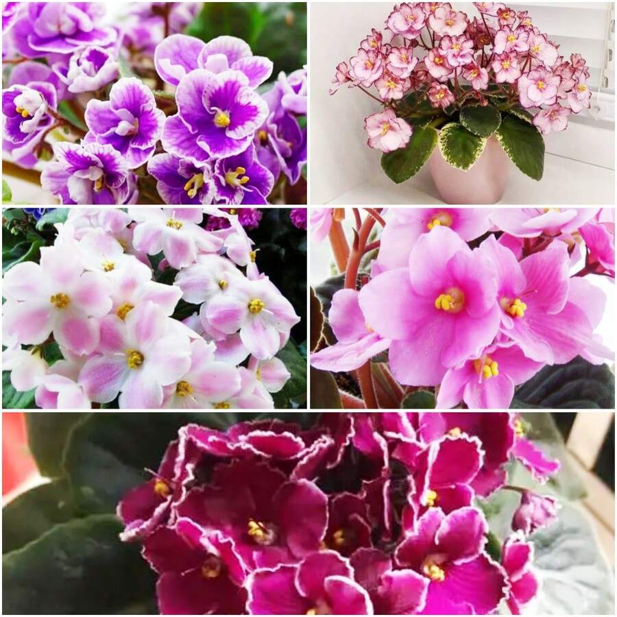 50 piezas de semillas de violeta africana, hermosa planta de interior ...