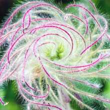 Prairie Smoke (geum triflorum) Blumen 20 Samen Mehrjährige Zone 3-8 USA ...