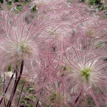 Prairie Smoke (geum triflorum) Blumen 20 Samen Mehrjährige Zone 3-8 USA ...