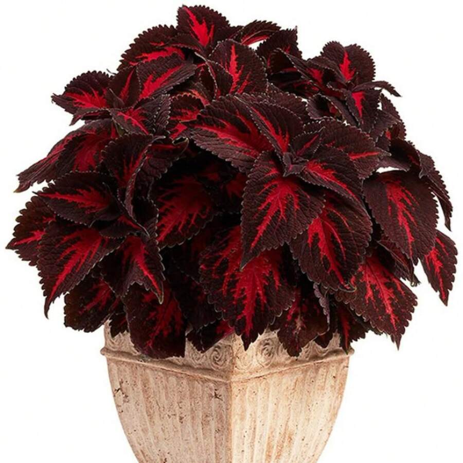 Semillas Sow Right 150pcs semillas de Coleus Rojo Semillas de Plantas ...
