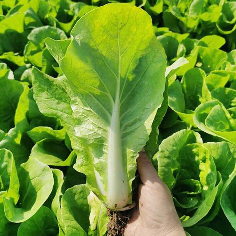 Sweet And Crisp Baby Cabbage Seeds Four Seasons Vegetable See Plants ...
