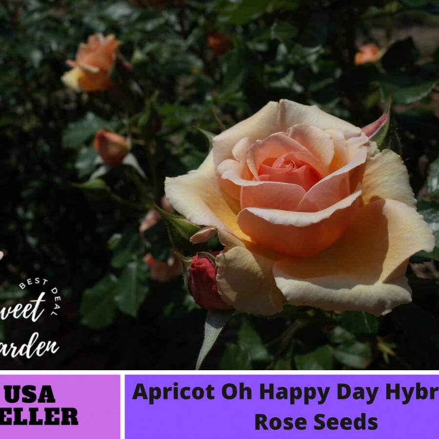 Oh Happy Day Shrub Rose Flower Se.Eds - 100 Vibrant Perennial Garden ...