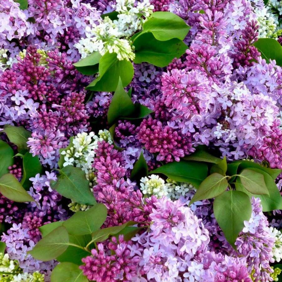 Rare Mix Lilac Seeds For Planting Fragrant French Lilac Syringa Flower ...