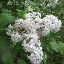 Easy Cultivating Rare Early Lilac Bush Seeds (Syringa Oblata) Planting ...