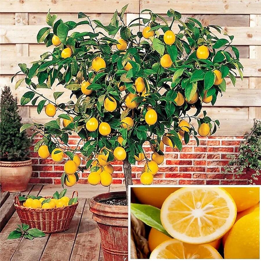 500 Dwarf Lemon Tree Seeds - Non-Gmo Heirloom Fruits, Evergreen High Yield Home, Potted Patio ...
