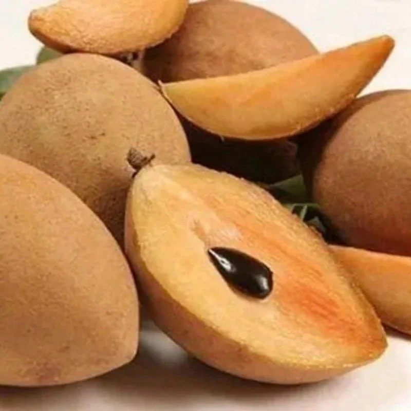 Vitality Seeds Exquisite Gift Seeds 500 Seeds Sapodilla (Nispero) Chico ...