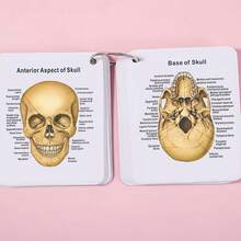 Human Skeleton Cards ,Human Body Anatomy,Skeletal System,Diagram Of ...