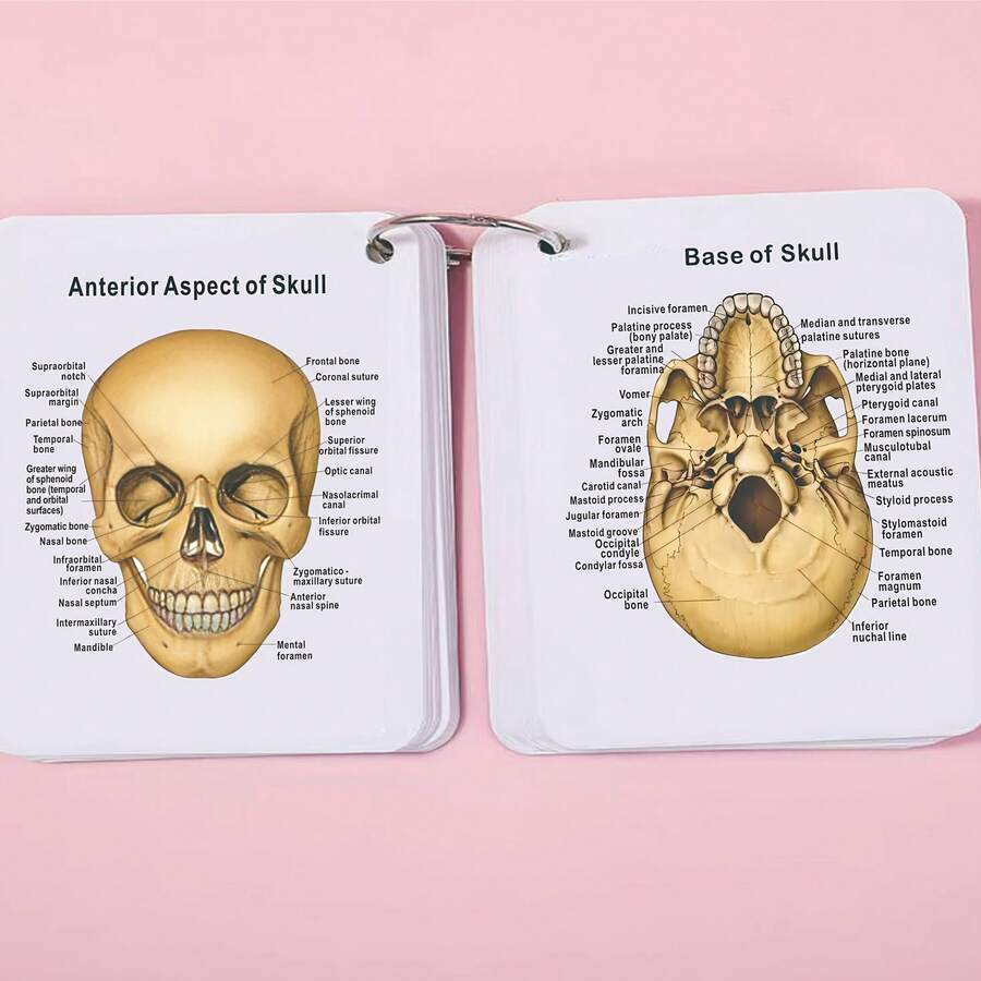 Kaarten met het menselijk skelet, anatomie van het menselijk lichaam, skeletstelsel, diagram van ...