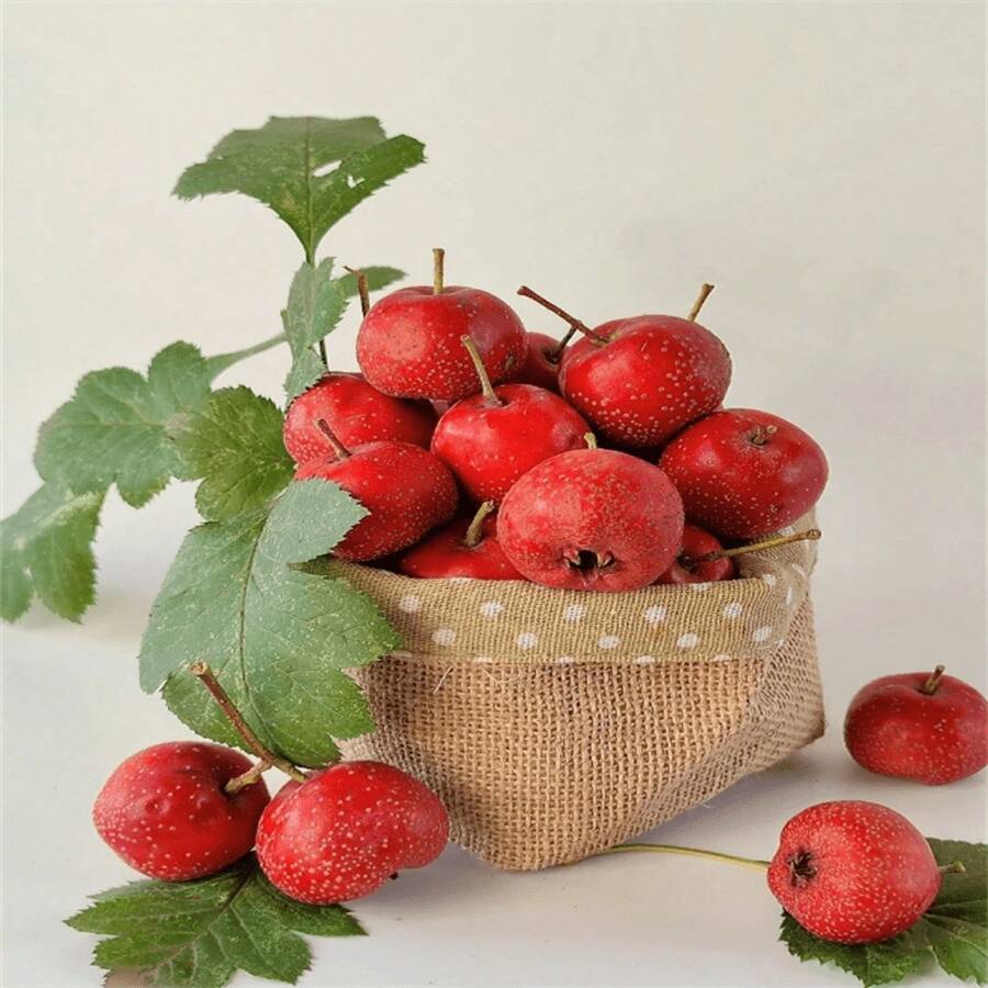 English Hawthorn Seeds Planting Outdoors Heirloom Crataegus Laevigata ...