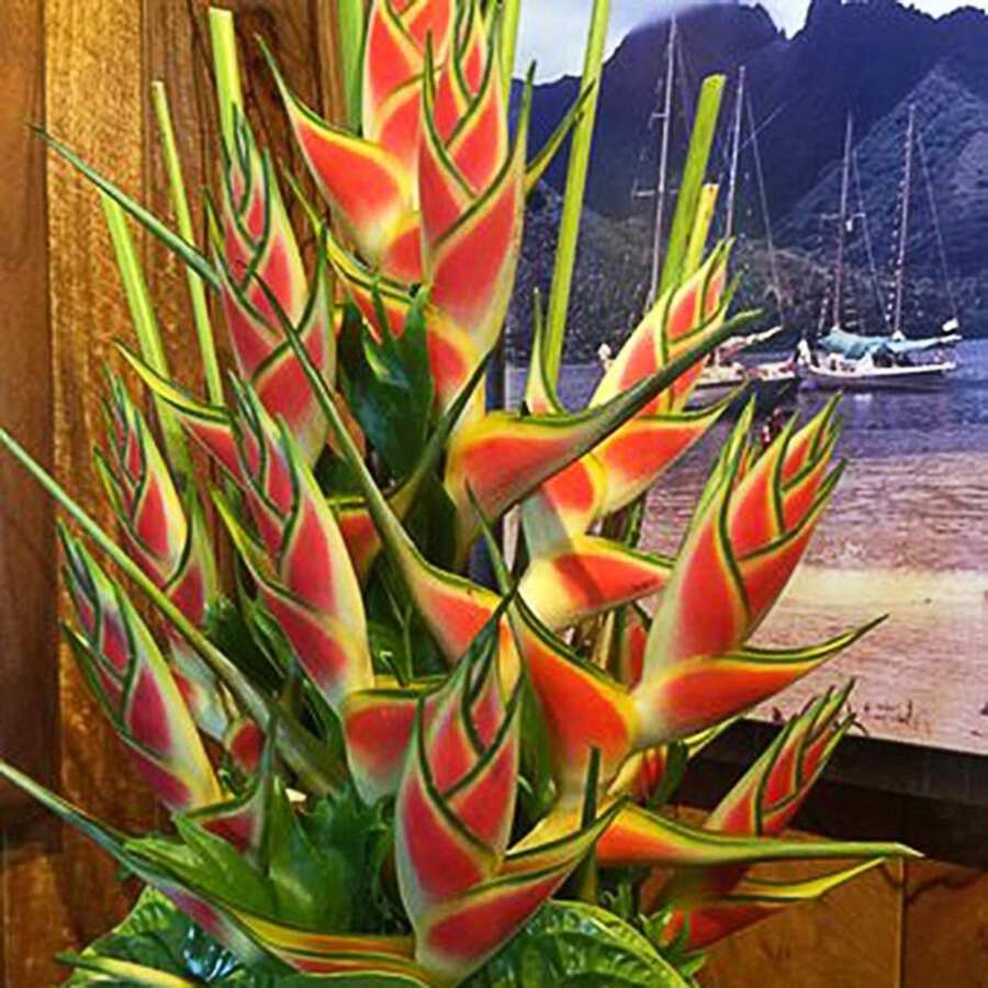 185 piezas de semillas de flores de cinta roja, semillas de plantación ...