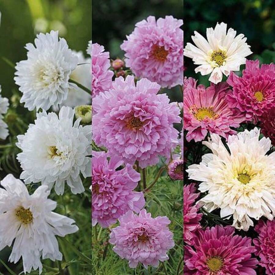 Eds Bouquet Cosmos Double Click Mix (Cosmos Bipinnatus) | SHEIN