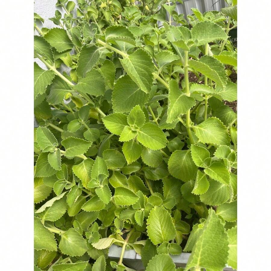 200 Fresh Cuban Oregano Cut Spanish Mint Mexican Mint Leaf Seeds ...
