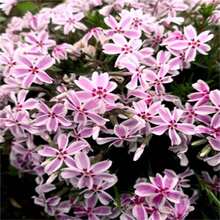 970 semillas de flor de Flox, coloridas, anuales, cubiertas de suelo ...