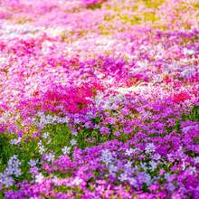 970 semillas de flor de Flox, coloridas, anuales, cubiertas de suelo ...