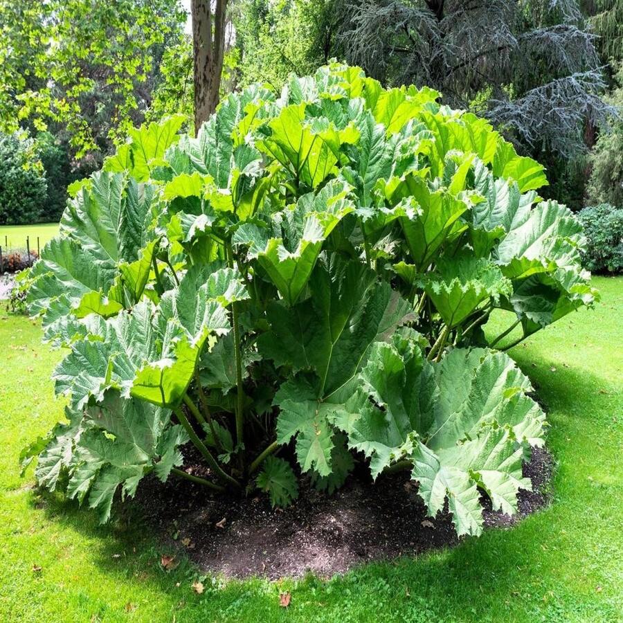 10 GUNNERA MANICATA 6' Leaves Giant Rhubarb Dinosaur Plant Moist Shade ...