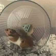 1 pieza Rueda de ejercicio transparente para hámster con soporte, tamaño 20.83cm, altura ...