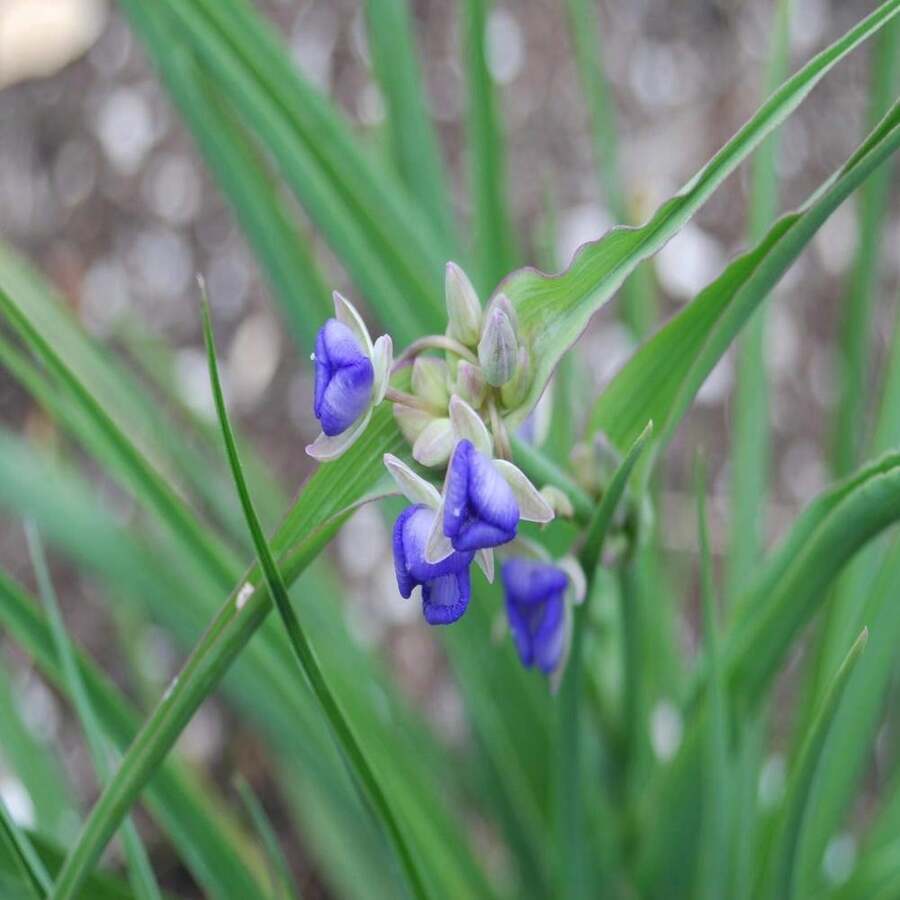 Florida Native Wildflower Seeds Ohio Spiderwort Florida -Type ...