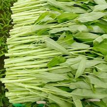 Green Stem Willow Leaf Mater Convolvulus Seeds Four Seasons Broadcast ...