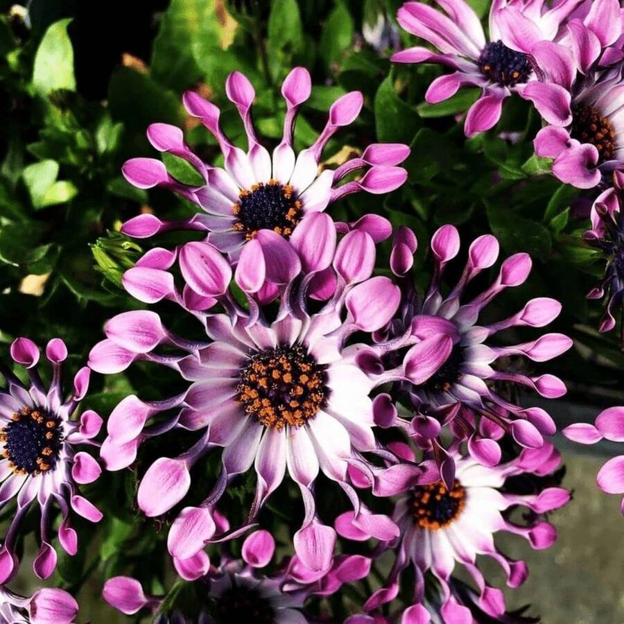 100+ Rare African Daisy Flower Seeds For Planting - African Daisy Seeds ...