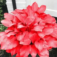 Hosta Seeds - 110 Red Perennial Hostas Plants Seed For Outdoor& Indoor ...