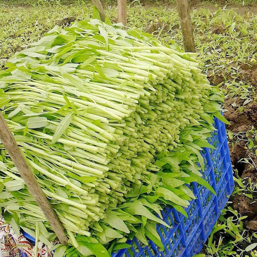 Green Stem Willow Leaf Mater Convolvulus Seeds Four Seasons Broadcast ...