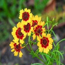 1000 GOLDEN WAVE COREOPSIS (Goldenmane Tickseed) Coreopsis Basalis ...
