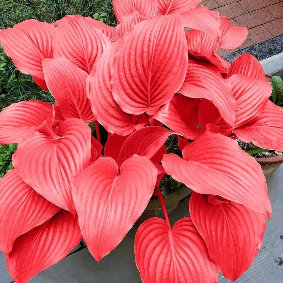 Hosta Seeds - 110 Red Perennial Hostas Plants Seed For Outdoor& Indoor ...