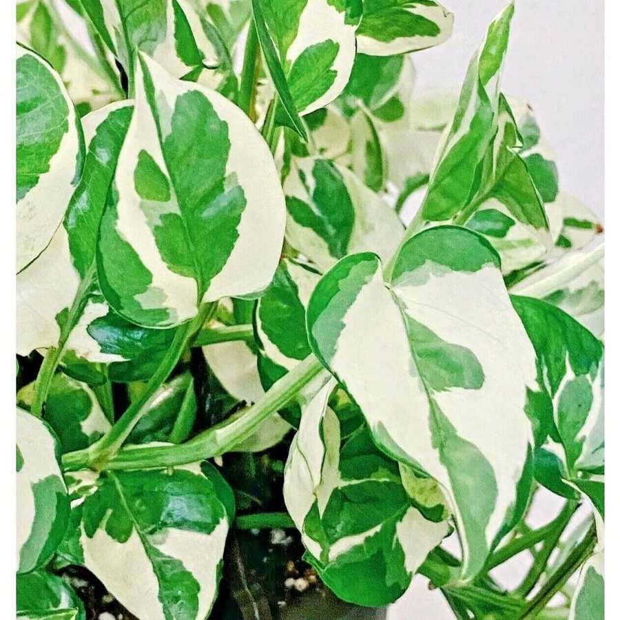 100 Seeds Pothos Pearls And Jade 100 Seeds Devils Ivy Indoor Plants ...