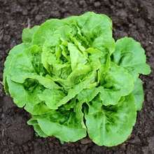 Premium Buttercrunch Lettuce Seeds - Butterhead Lettuce, Organic, Non ...